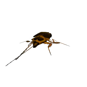 Roach - NPC - Classic World of Warcraft