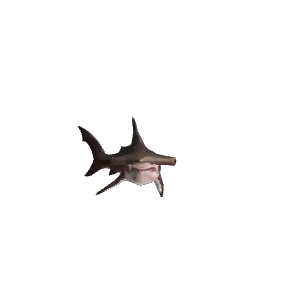 Shark - NPC - World of Warcraft