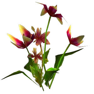 Wild Flower - NPC - World of Warcraft