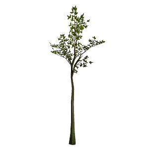 Sapling - NPC - World of Warcraft