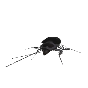 Island Cockroach - NPC - 11.1.7 PTR