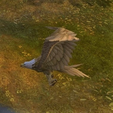 Goldadlerjunges - NPC - World of Warcraft
