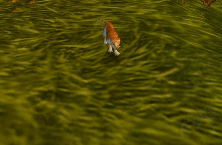 Gato - PNJ - World of Warcraft Clásico