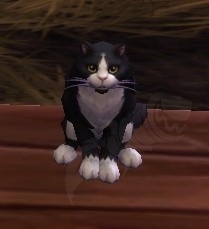 Gizmo - PNJ - World of Warcraft