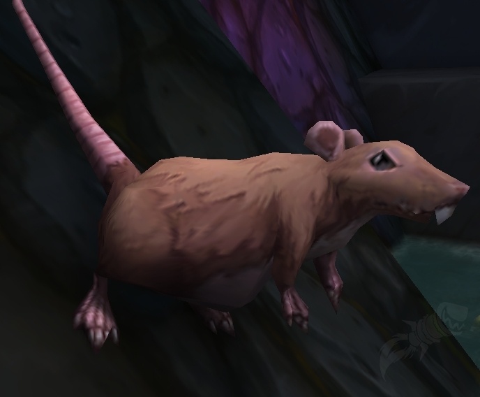 Rat d'égout de Dalaran - PNJ - World of Warcraft