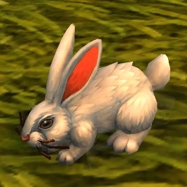 Conejo - PNJ - World of Warcraft