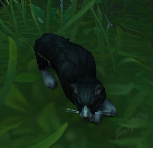 Vivi - NPC - World of Warcraft