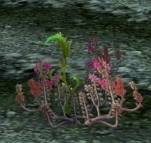 Boom Weed - Quest - World of Warcraft