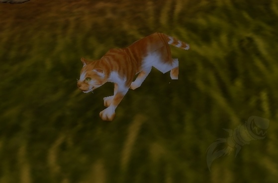 Gato - PNJ - World of Warcraft Clásico