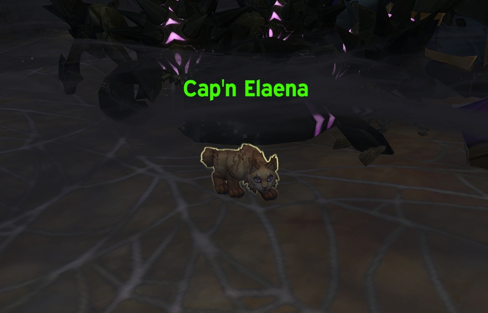 Lynx Kitten Beef