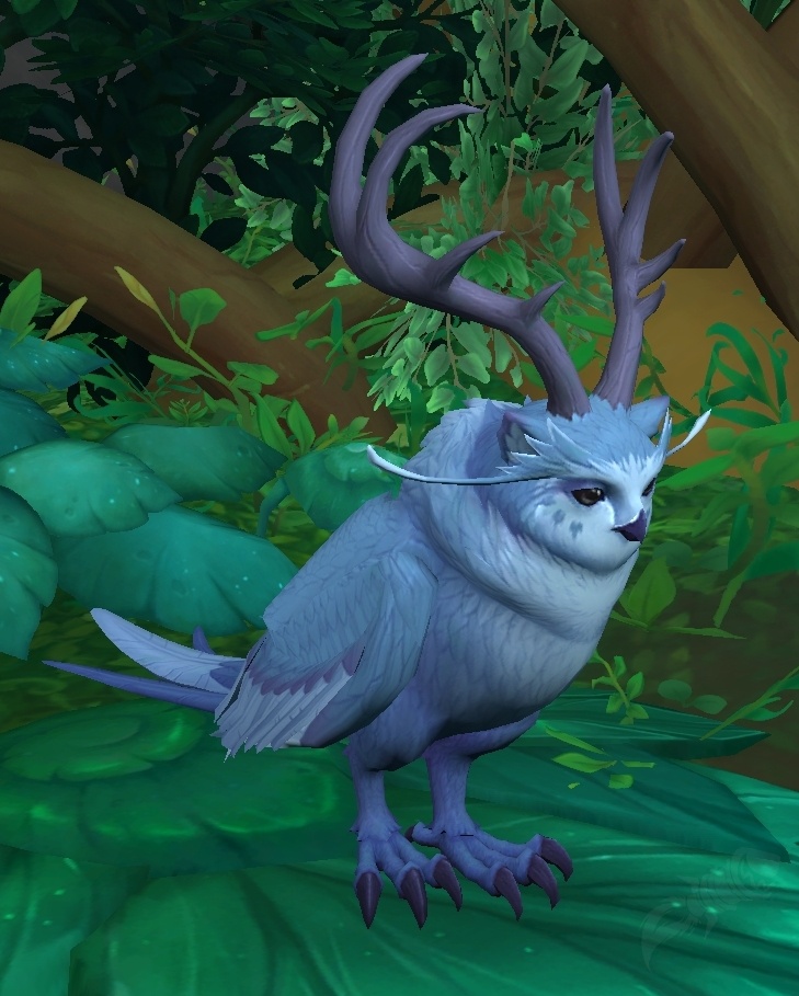 Somnichouette vigilante - PNJ - World of Warcraft