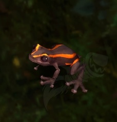 Tropical Frog - NPC - World of Warcraft