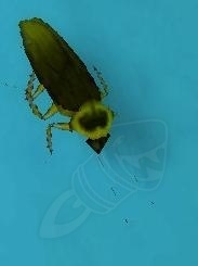 Cockroach - NPC - WotLK Classic