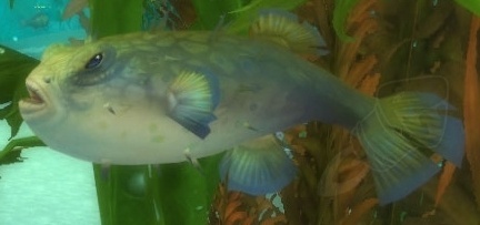 Puffer Hatchling - NPC - World of Warcraft