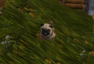 Mr. Woofles - NPC - Mists of Pandaria Classic
