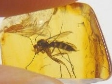 Insect in Amber - Item - World of Warcraft