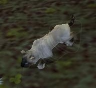 Sassy Cat - NPC - Cataclysm Classic