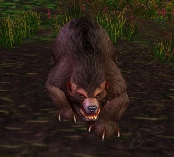 Oso marrón adulto - PNJ - [Mists of Pandaria Classic]