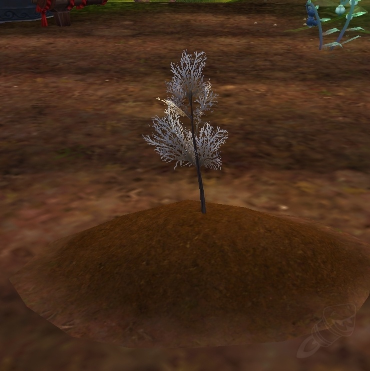 Winter Blossom Sapling - NPC - World of Warcraft