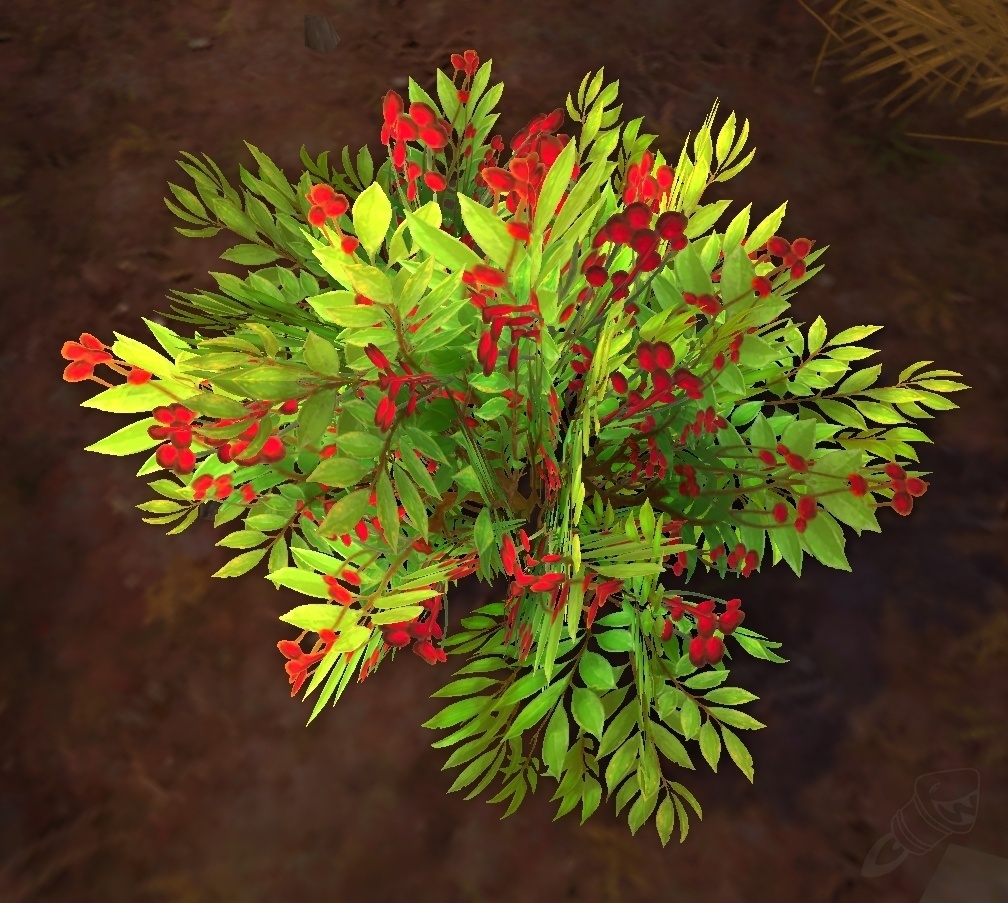 Growing Witchberries - NPC - Mists of Pandaria Classic