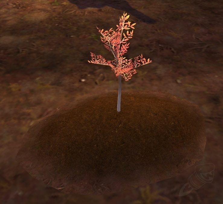 Autumn Blossom Sapling - NPC - World of Warcraft