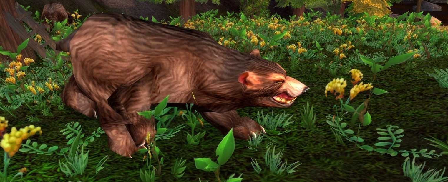 Pacified Hyjal Bear - NPC - Mists of Pandaria Classic