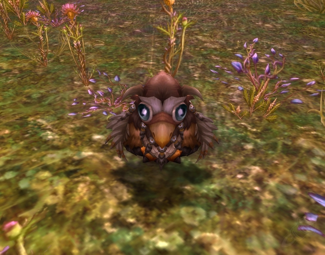 Moonkin Hatchling - NPC - Mists of Pandaria Classic