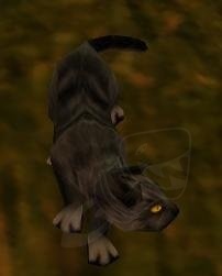 Kitty - NPC - TBC Classic