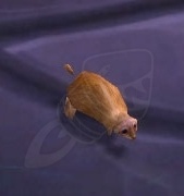 Prairie Dog - NPC - World of Warcraft