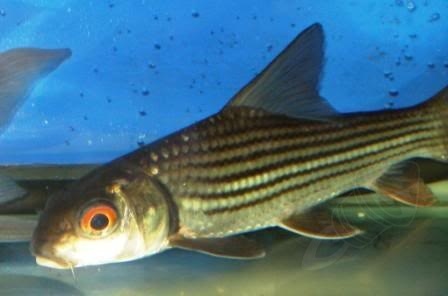 Golden Carp - Item - World of Warcraft