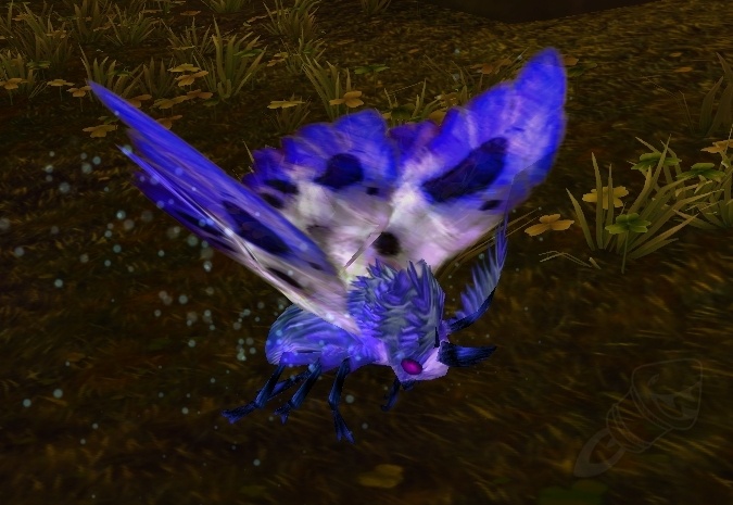 Polilla real - PNJ - World of Warcraft