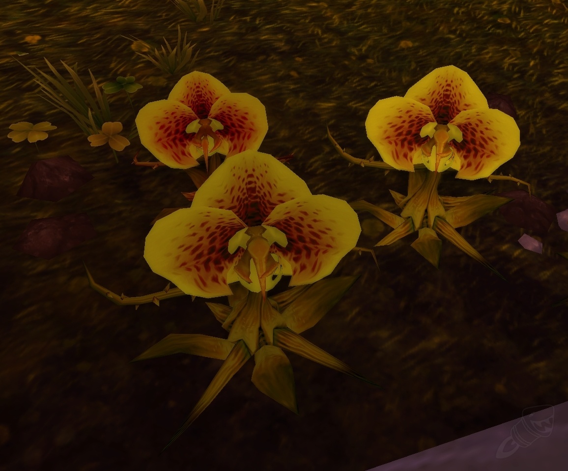 Wild Bloom - NPC - World of Warcraft