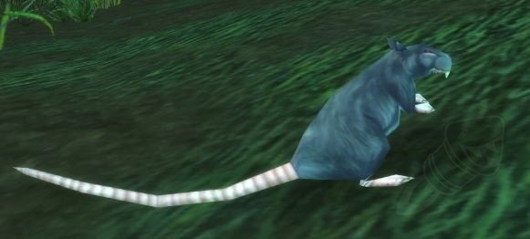 Black Rat - NPC - Classic World of Warcraft