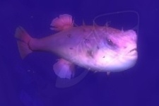 Barbed Puffer - NPC - World of Warcraft