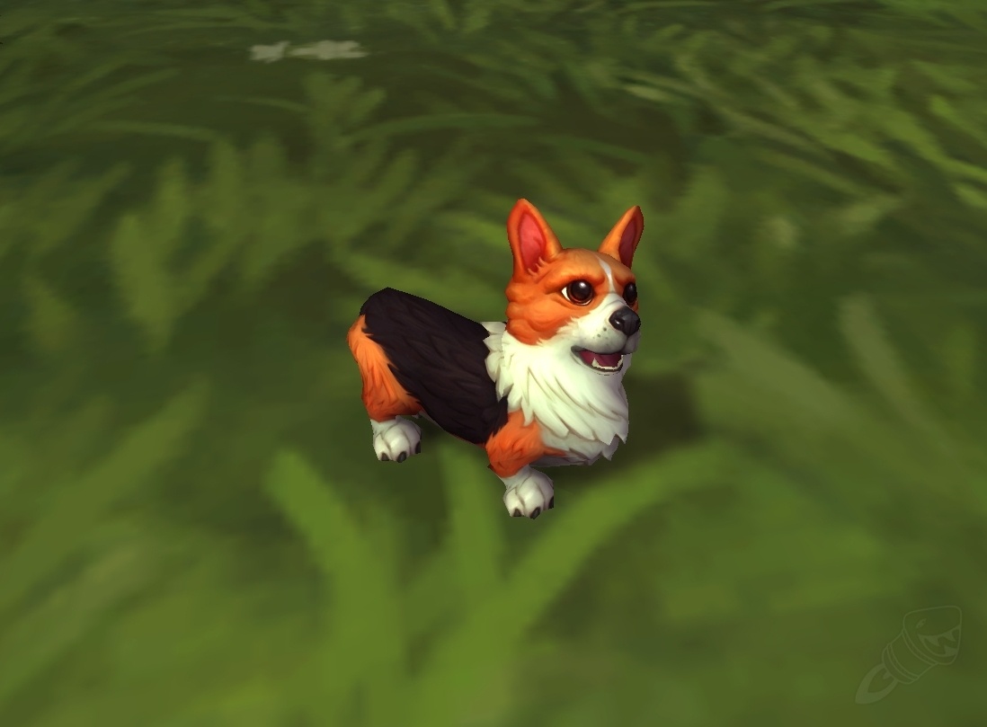 Jeune corgi - Objet - World of Warcraft
