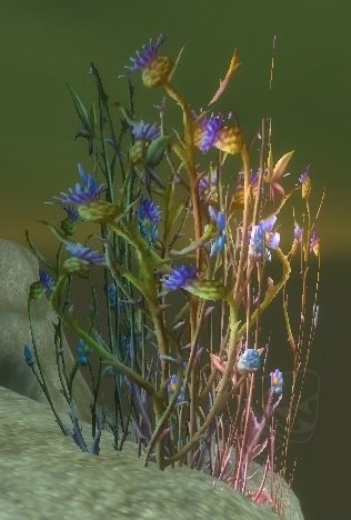 Bruiseweed - Item - World of Warcraft