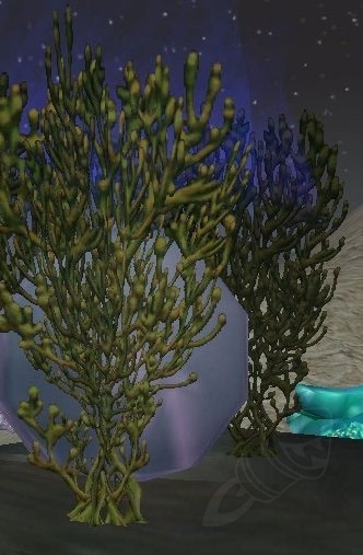 Verzauberter Seetang Gegenstand World Of Warcraft Classic verzauberter-seetang-gegenstand-world-of-warcraft-classic