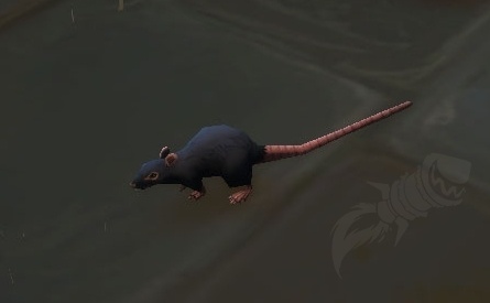 Scavenging Rat - NPC - World of Warcraft