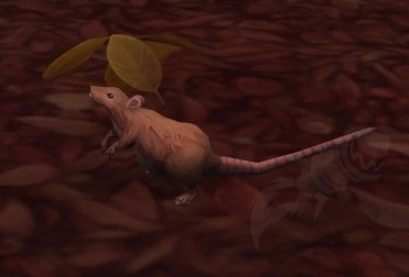 Rat - NPC - World of Warcraft