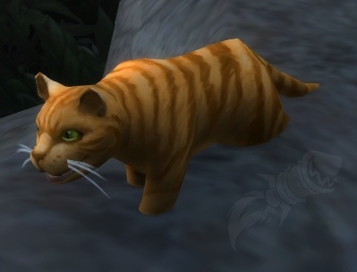 Chance the Cat - Item - World of Warcraft