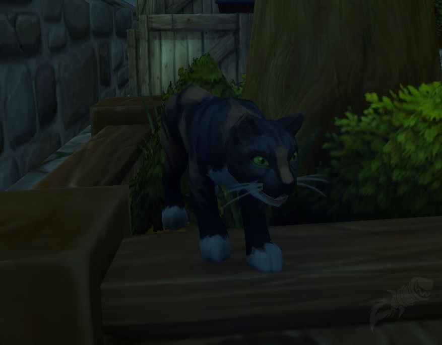 Transportador de Gato (Gato Tricolor) - Item - World of Warcraft
