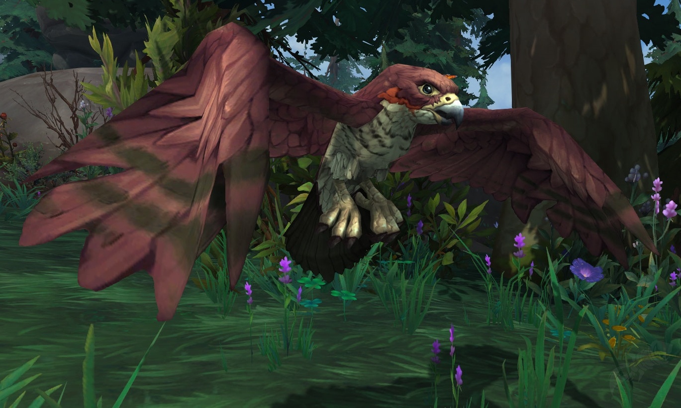 Epervier bec-creux - PNJ - World of Warcraft