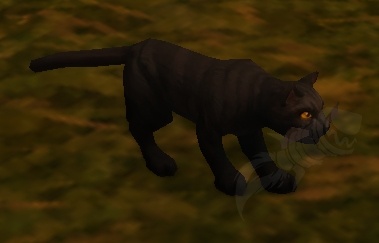 Kitty - NPC - World of Warcraft