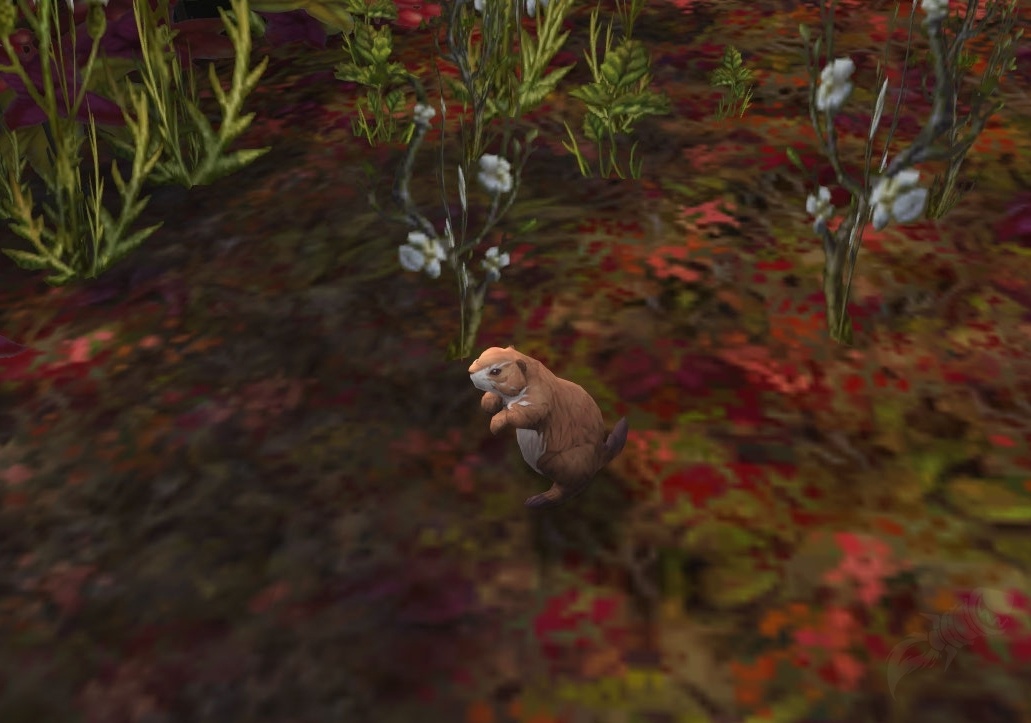 Borean Marmot - NPC - World of Warcraft