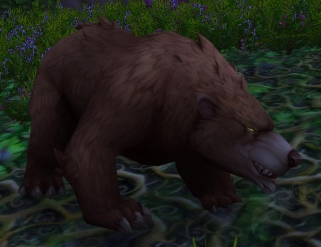 Elder Ashenvale Bear - NPC - World of Warcraft