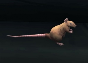 Rat - NPC - World of Warcraft