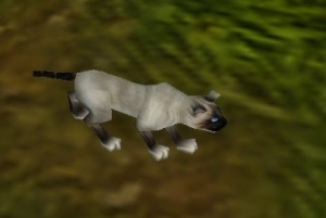 Cat - NPC - World of Warcraft