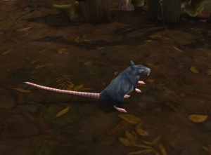 Rat - NPC - World of Warcraft