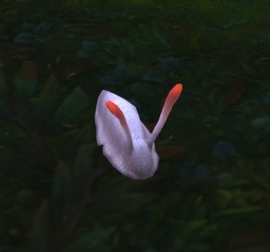 Spitzy - NPC - World of Warcraft